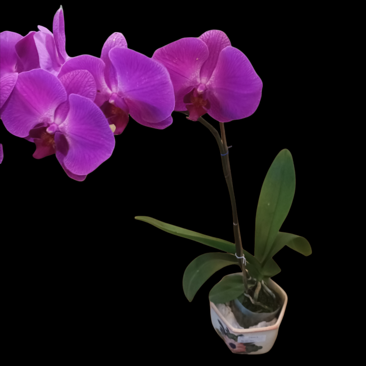 Anggrek bulan ungu - Phalaenopsis amabilis purple | Lazada Indonesia