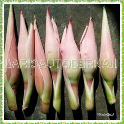 BUNGA KECOMBRANG/ KINCUNG / BUNGA RIAS / HONJE 1BUAH - 1 pcs | Lazada ...