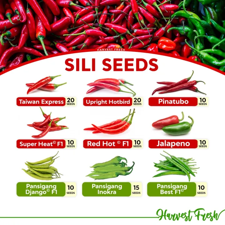 50 Seeds (buy 2 get 1 free) Hot Pep Sili Panigang Jalapeno Vegetable ...
