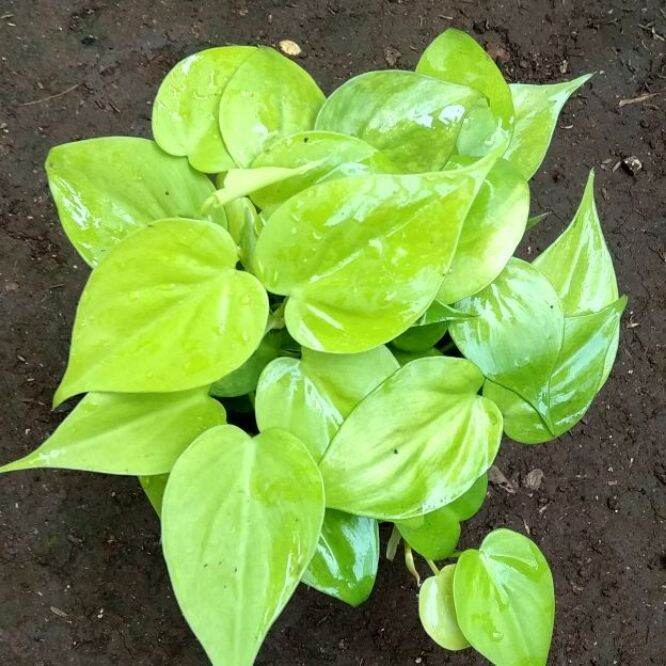 Tanaman Sirih gading kuning / sirih gading love | Lazada Indonesia