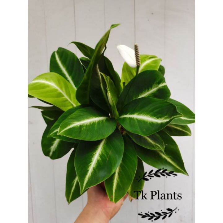 TKP , spathiphyllum zebra,peace lily, real live plant , pokok hidup ...