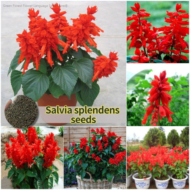 [Easy to grow in Malaysia] Rare Salvia splendens Seeds Flower Seeds for ...