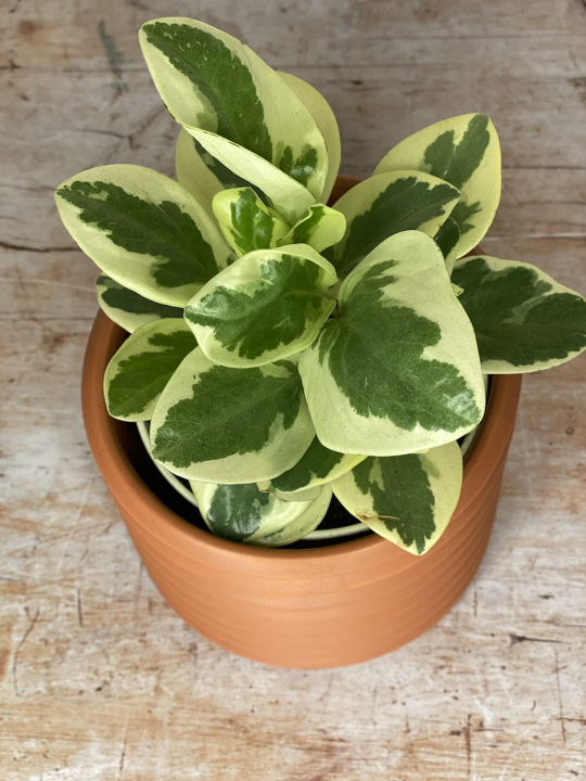 Peperomia Obtusifolia Variegata (Baby Rubber Plant) with FREE plastic ...