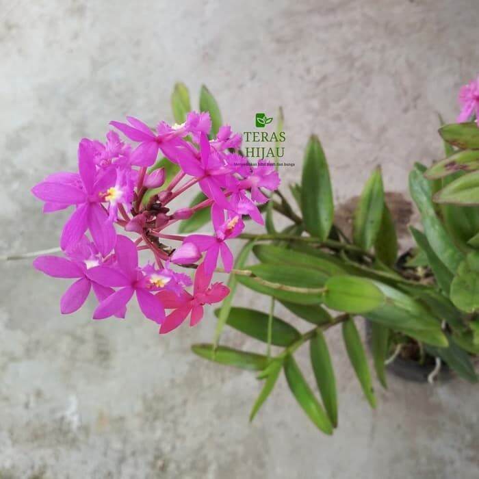 Tanaman Hias Anggrek Tanah Merpati Ungu Murah | Lazada Indonesia
