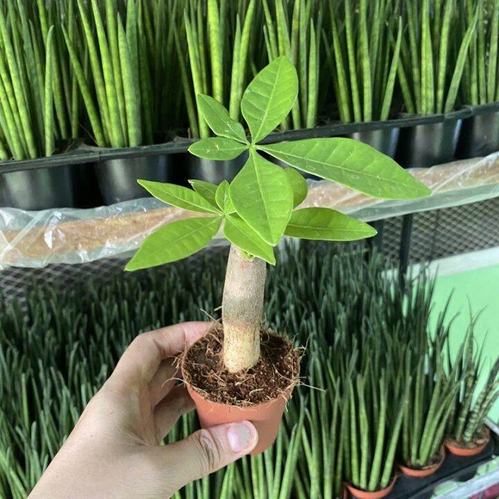 COD! Bonsai Money Tree Plant / Big Trunk Pachira Aquatica Castanias ...