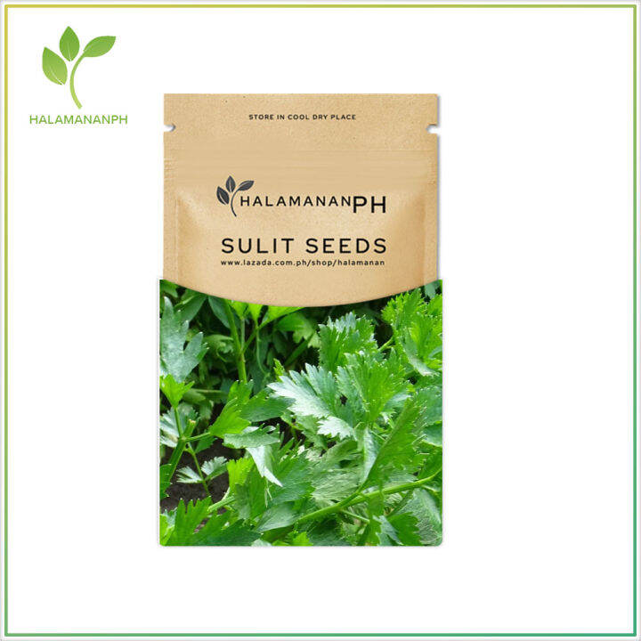 2500 SEEDS CHINESE CELERY - KINCHAY SUPER SULIT VEGETABLE SEED PACK ...