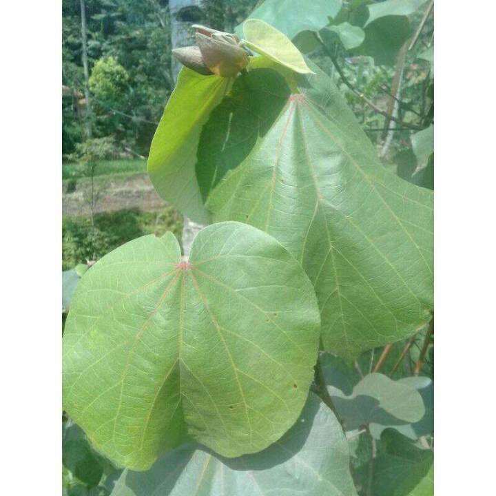 Daun waru segar 1 kilo | Lazada Indonesia