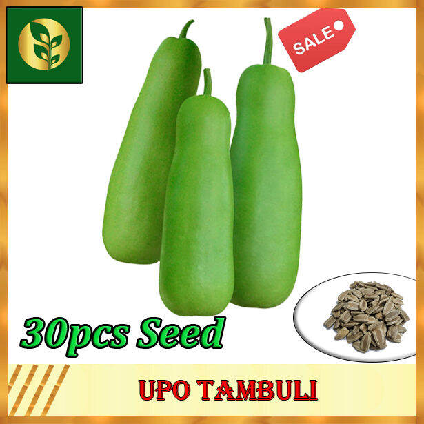 Upo Seeds | Upo tambuli | Vegetables seeds | Golden Plant and Seed ...