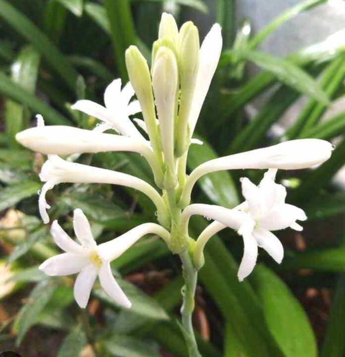 LIVE PLANT-SAMPANGI FLOWER/TURBOROSE | Lazada
