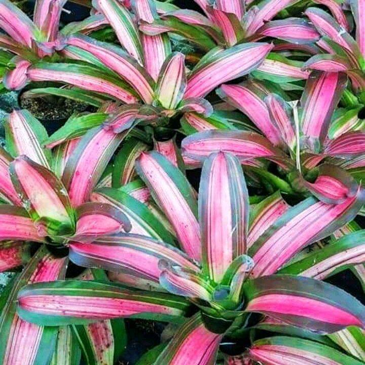 tanaman hias bromelia tricolor | Lazada Indonesia