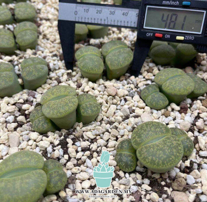 Lithops Plant Multi-head Rare Lithops Green Lesliei Lithop Living Stone ...