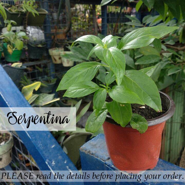 Serpentina Plant | Lazada PH