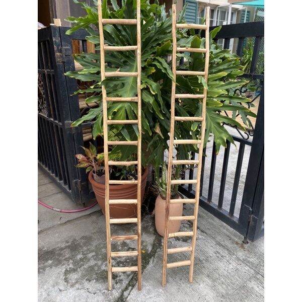 SLIM Decorative Ladder| Rack| Plant Trellis| Native Ladder | Lazada PH