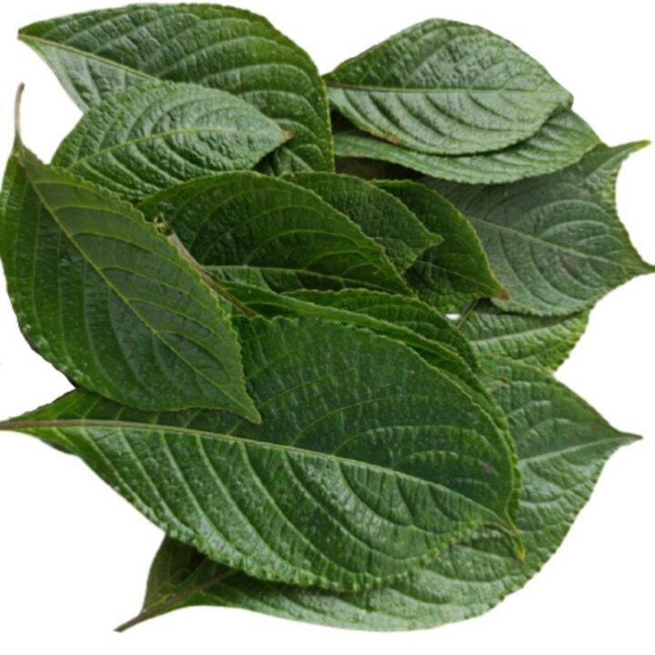 Daun keji beling atau pecah beling 500gram siap petik non pestisida ...