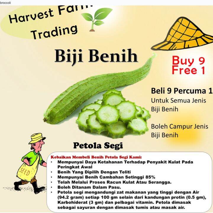 Biji Benih Petola Segi 6Pcs benih Petola panjang Luffa seeds ...