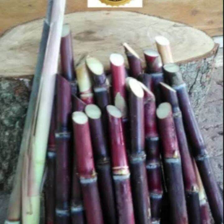 tebu merah atau tebu wulung per 1 kg | Lazada Indonesia