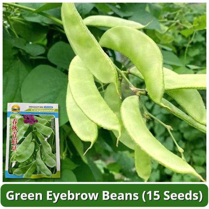 High Yield Green Eyebrow Beans Seeds (15 Seed) Green Bataw Bitsuwelas ...