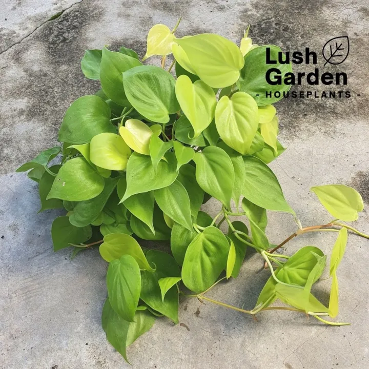Heart-Leaf/ Sweetheart Plant /Philodendron Scandens 120mm Pot Hanging ...
