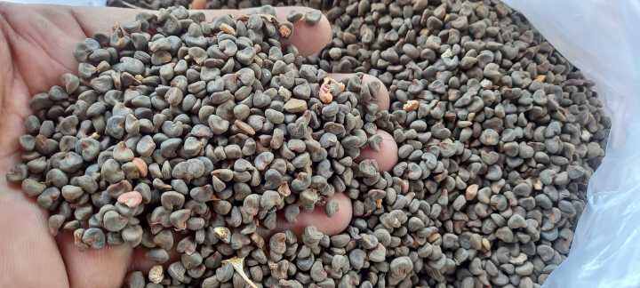 labog seeds | Lazada PH