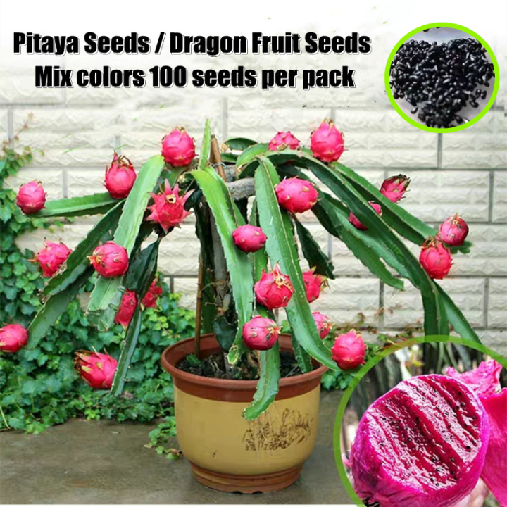 [Fast Delivery] Mixed Varieties Sweet Pitaya Seeds Dragon Fruit Seeds ...