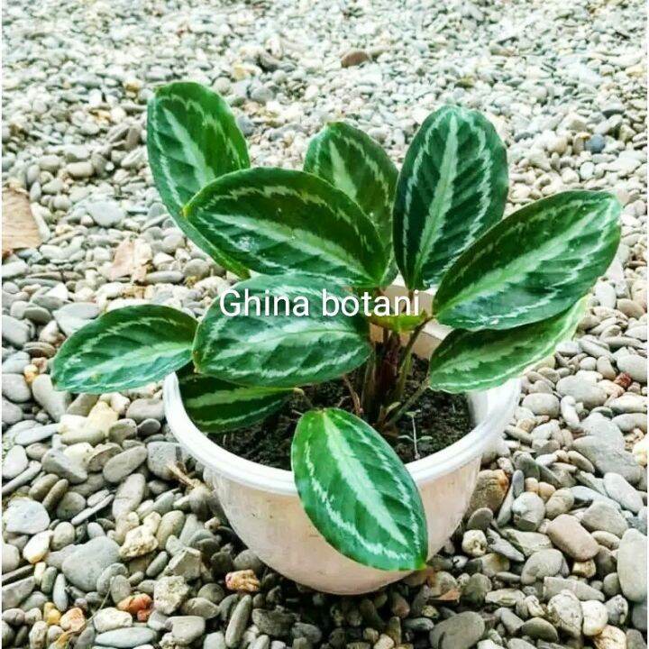 Calathea silver black / Tanaman calathea Silver Black / Tanaman Hias ...
