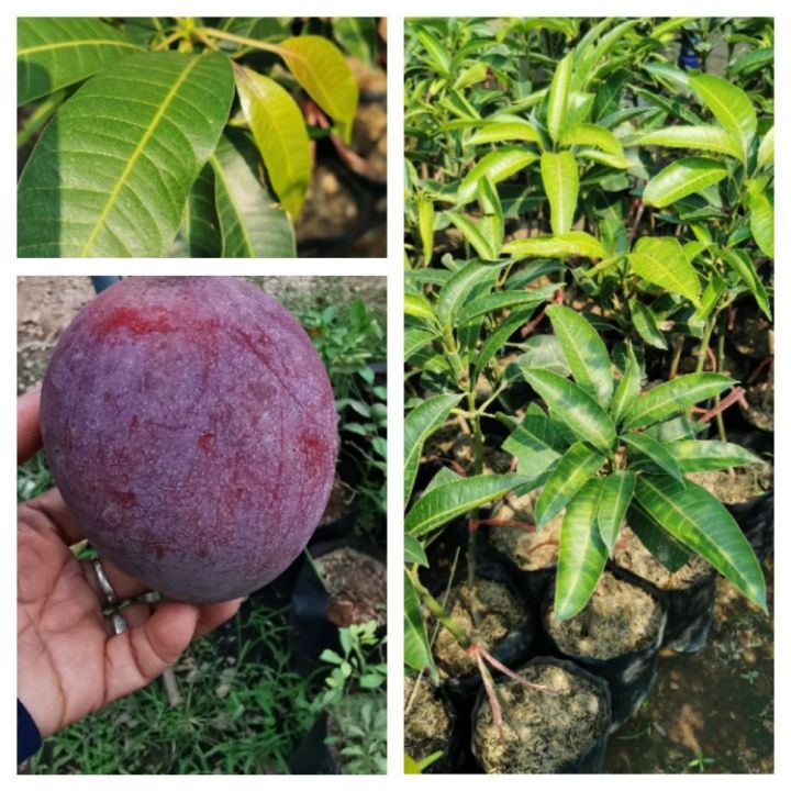 ต้นมะม่วงผิงกั่วเหวิน(Mango Ping Guo Wen)กิ่งเสียบยอด | Lazada.co.th