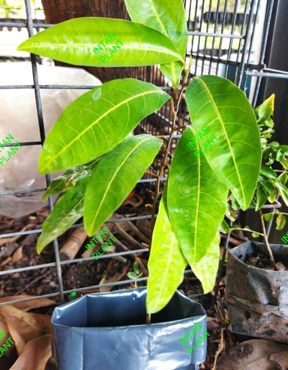 ANAK POKOK MARKISA MADU LILIKOI KUNING EMAS / GOLDEN HONEY WATER LEMON ...