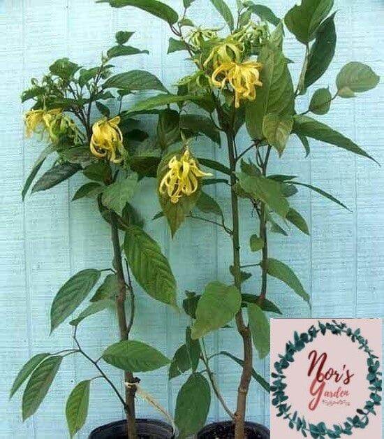 Ilang Ilang Plant | Lazada PH