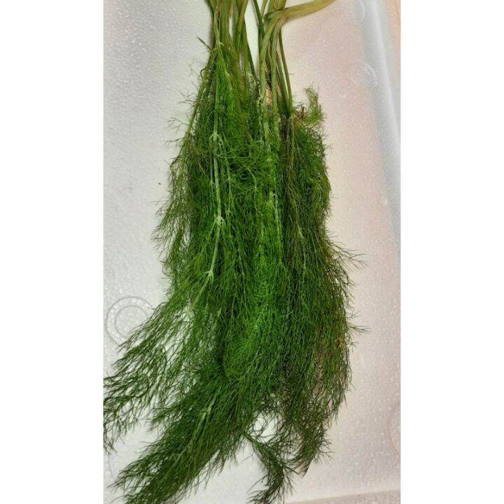 daun dil 250 gram | Lazada Indonesia