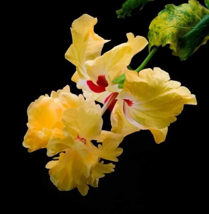 Bunga Raya Kuning Pagoda Yellow Hibiscus - Hibiscus Schizopetalus ...