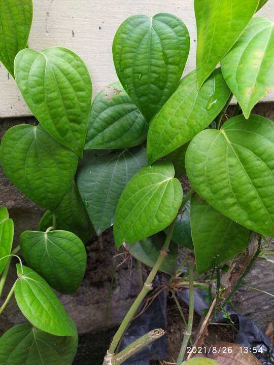 Paminta / Black Pepper (Piper nigrum plant) vine | Lazada PH