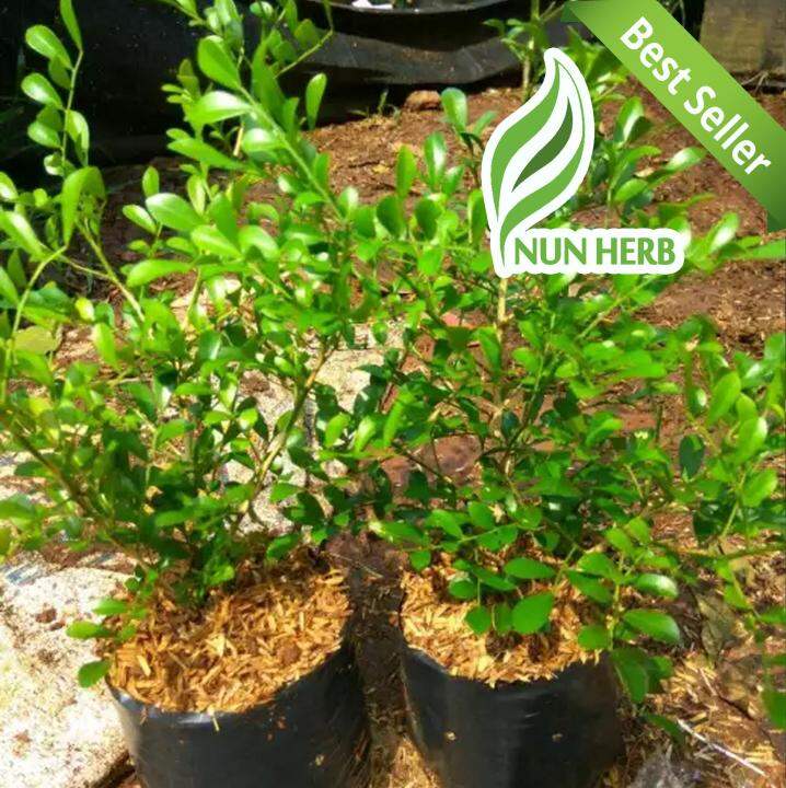 Bibit Pohon Bunga Kemuning Putih - Tanaman Herbal | Lazada Indonesia