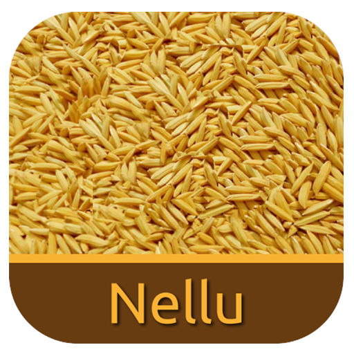 Padi /Paddy /Nellu /நெல்லு | Lazada