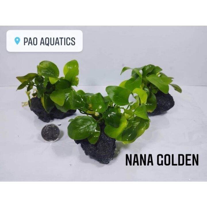 Anubias and ferns lowtech aquatic / java fern / windolev fern | Lazada PH