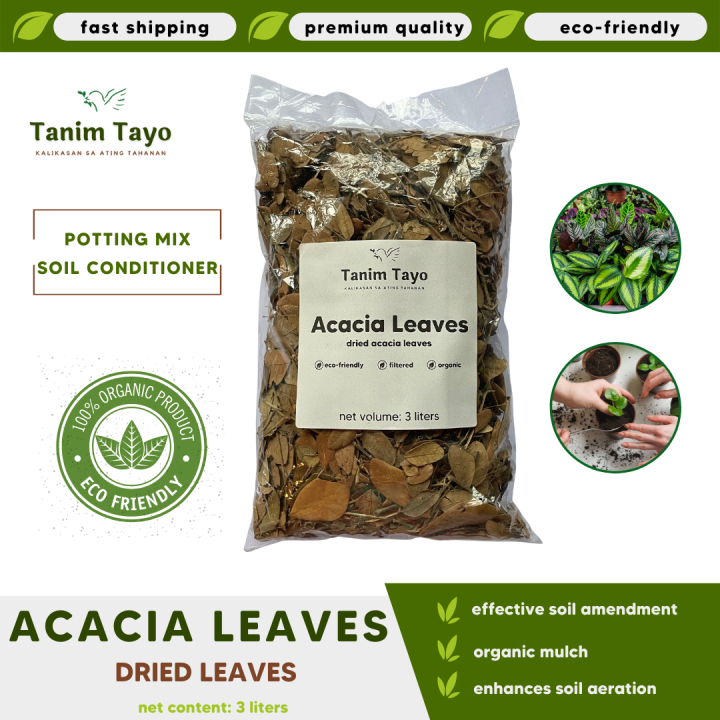 Tanim Tayo Dried Acacia Leaves, Tuyong Dahon ng Acasia | Lazada PH
