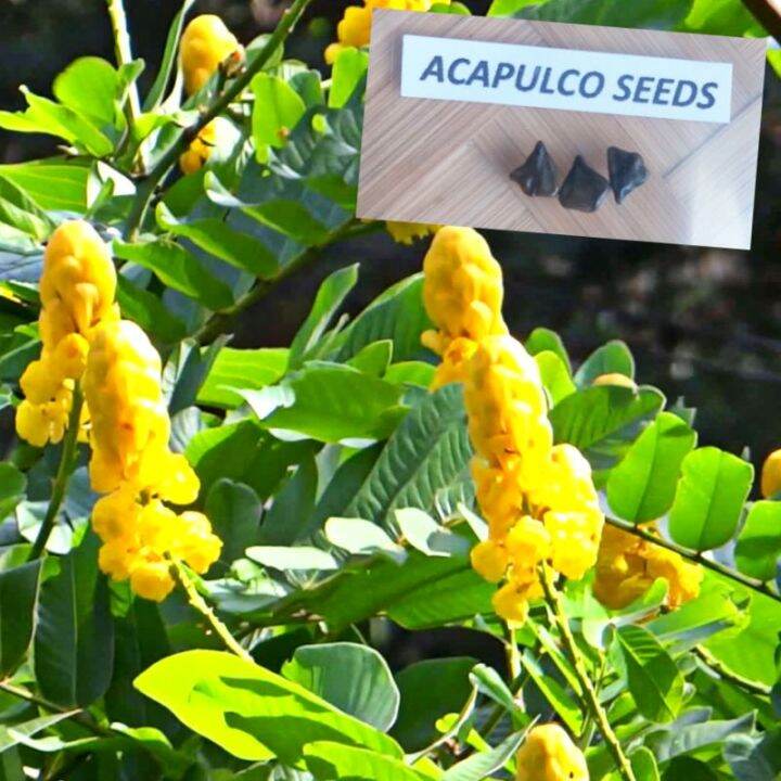 linbei/ Akapulko Seeds (3Pcs/Pack) Andadasi | Lazada PH