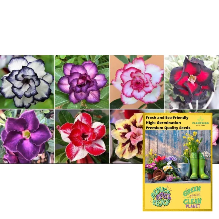 Premium-Quality " Adenium Seeds Mix MX1 " 1 Gram Approximately Plant ...