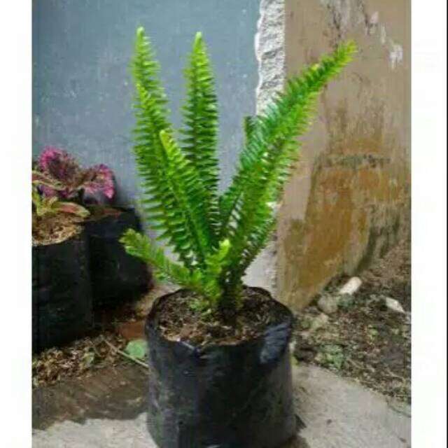 Tanaman hias pakis paku/pakis kelabang | Lazada Indonesia