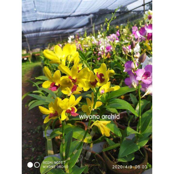Anggrek Dendrobium Maynil Uraiwan - Tanaman hias hidup - Bunga hidup ...