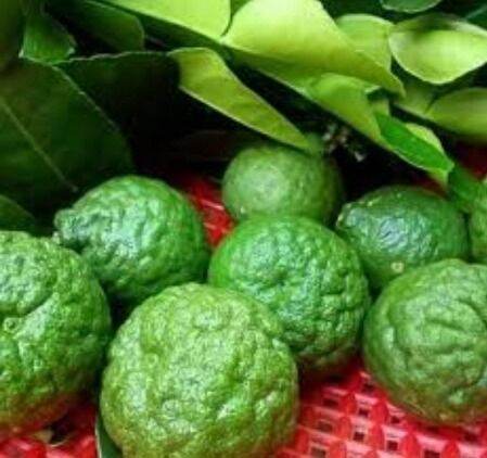 【GW】Anak Pokok Limau Purut [Max of 4 trees each parcel] Live Plant ...