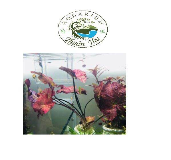 Cây thủy sinh sen tiger - sen đỏ dễ trồng | Lazada.vn