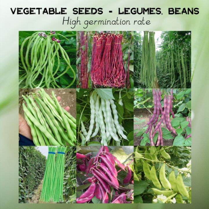 High Yield Legumes Seeds - Beans Seeds for Planting Vegetables Seeds ...