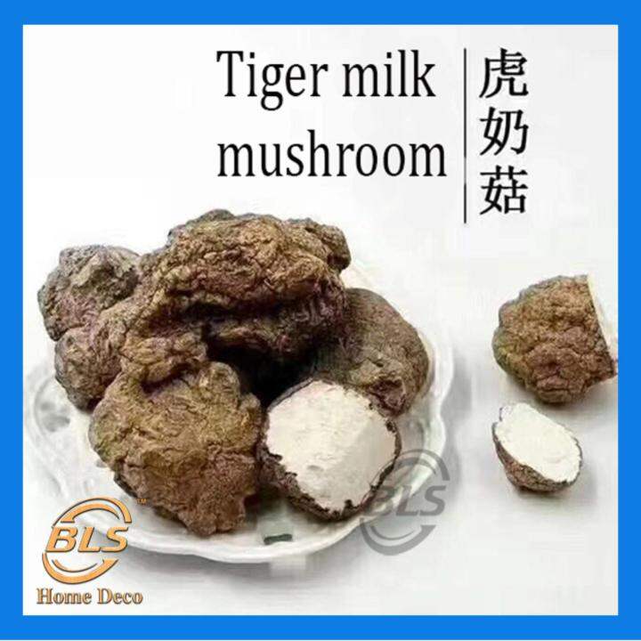 1 KG WILD TIGER MILK MUSHROOM CENDAWAN SUSU HARIMAU 虎奶菇 | Lazada
