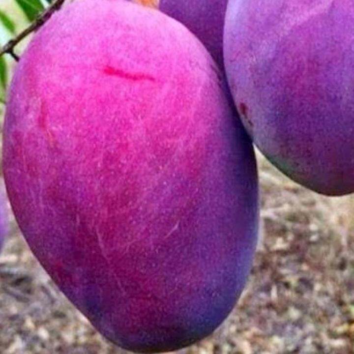 มะม่วงแดงจักพรรดิ์(red imperial mango)เสียบยอดขนาด60ซม. | Lazada.co.th