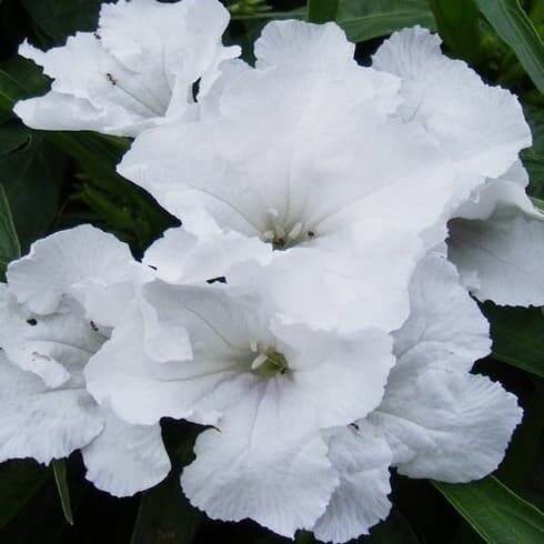 VICTORY SEED 25 Benih Biji Bunga Ruellia Reullia Ruelia Reulia Rawelia ...