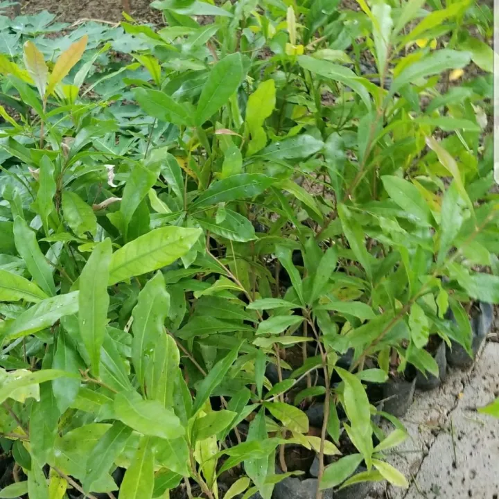 miracle berry(magic berry)seeds(10pcs) | Lazada PH