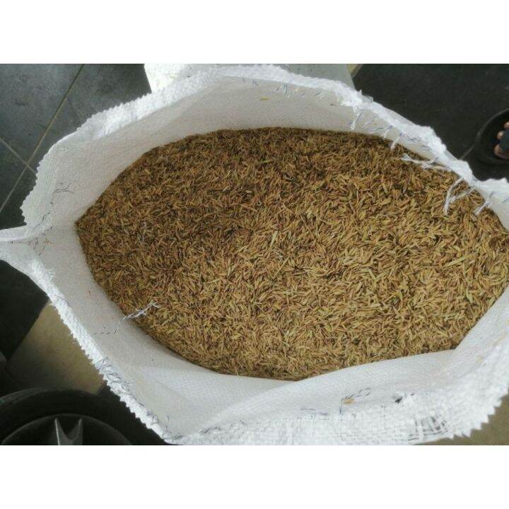 seguni 10kg | sekam padi mentah |sekam original | paddy rice husk hull ...