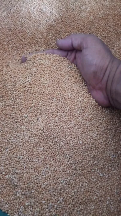 (1kg) Millet Kuning / Yellow Millet | Lazada Indonesia