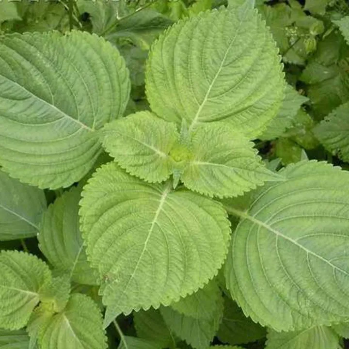 Korean Green Perilla Shiso Vegetable Seeds ( 500 seeds ) - Basic Farm ...