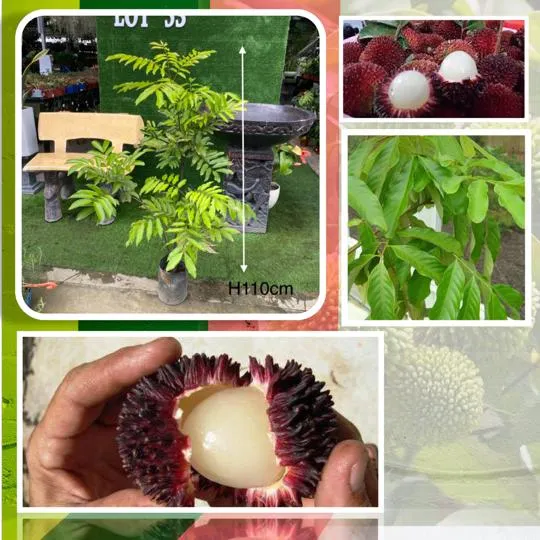 POKOK BUAH- PULASAN 110CM (1026) | Lazada